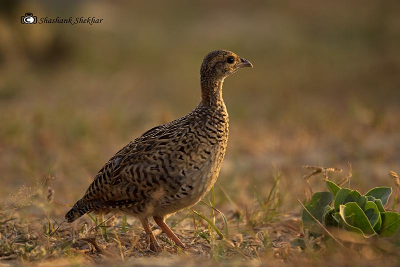 Black francolin