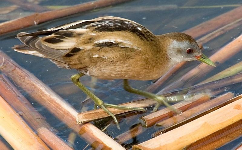 Little crake