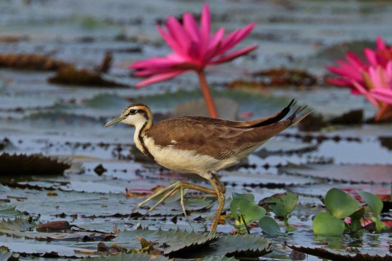 Pheasant-tailed jacana