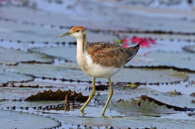 Pheasant-tailed jacana