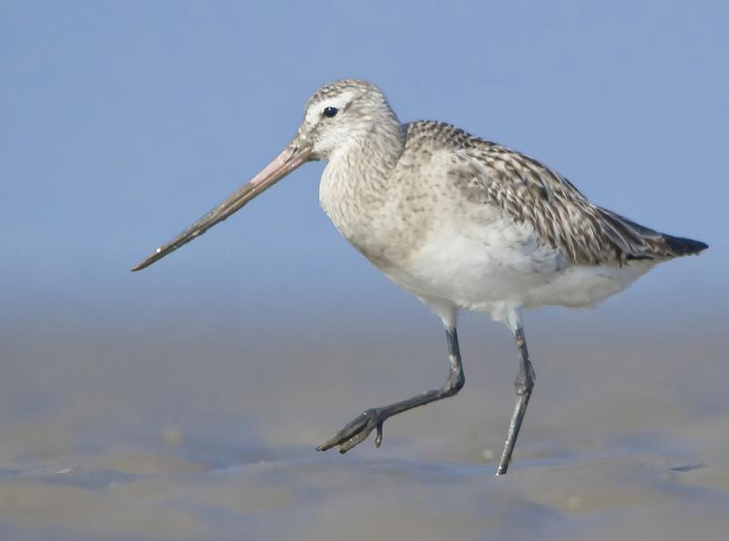Bar-tailed godwit
