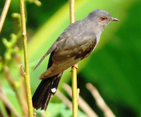 Grey-bellied cuckoo