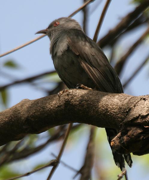 Grey-bellied cuckoo