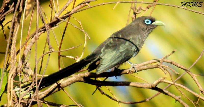 Blue-faced malkoha