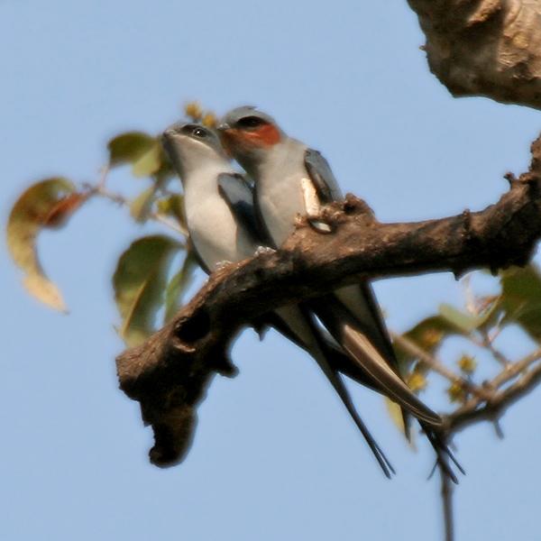 Crested treeswift