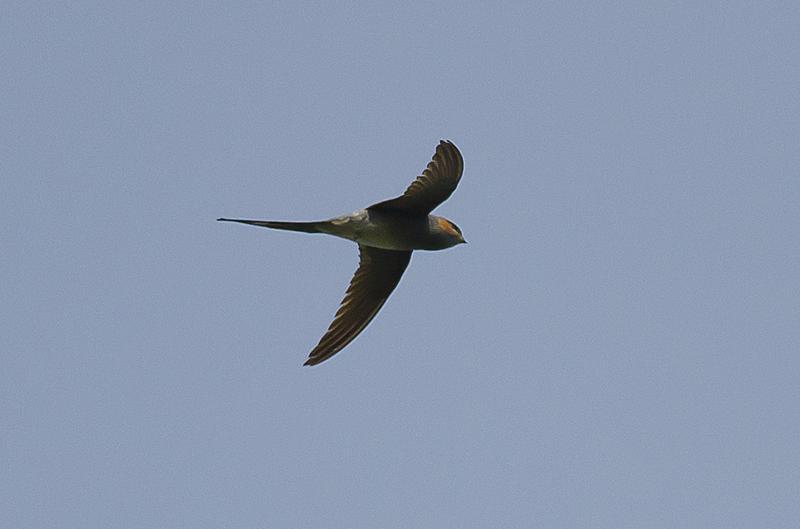 Crested treeswift