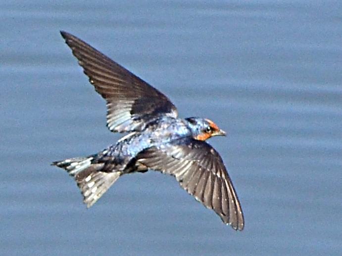 Pacific swallow