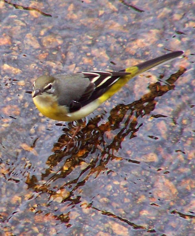 Grey wagtail